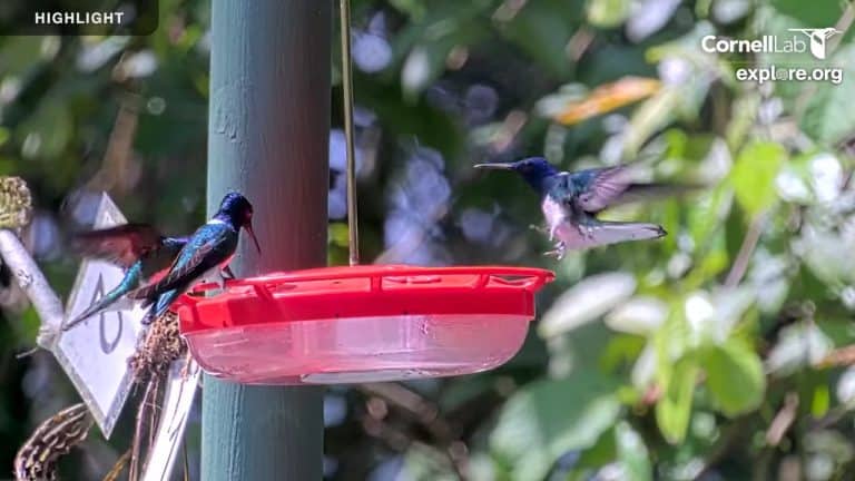 Discover the Most Stunning Live Bird Cams Across the World - A-Z Animals
