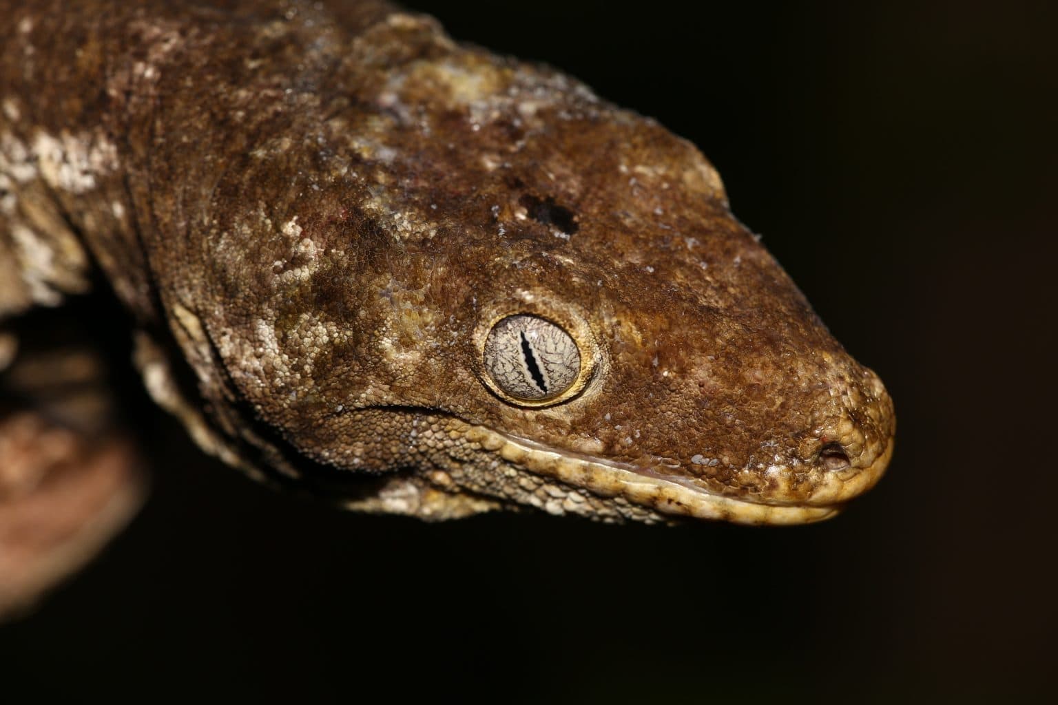 This Is the World's Largest Gecko - A-Z Animals