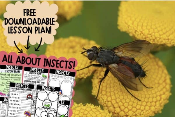 Incredible Insects: A Free Downloadable Unit Plan for Kids - A-Z Animals