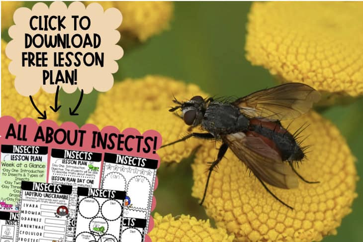 Incredible Insects: A Free Downloadable Unit Plan for Kids - A-Z Animals