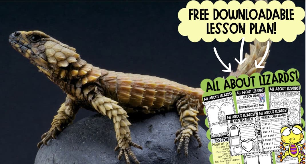 The Best Lizards To Keep As Pets - A-Z Animals Slideshows