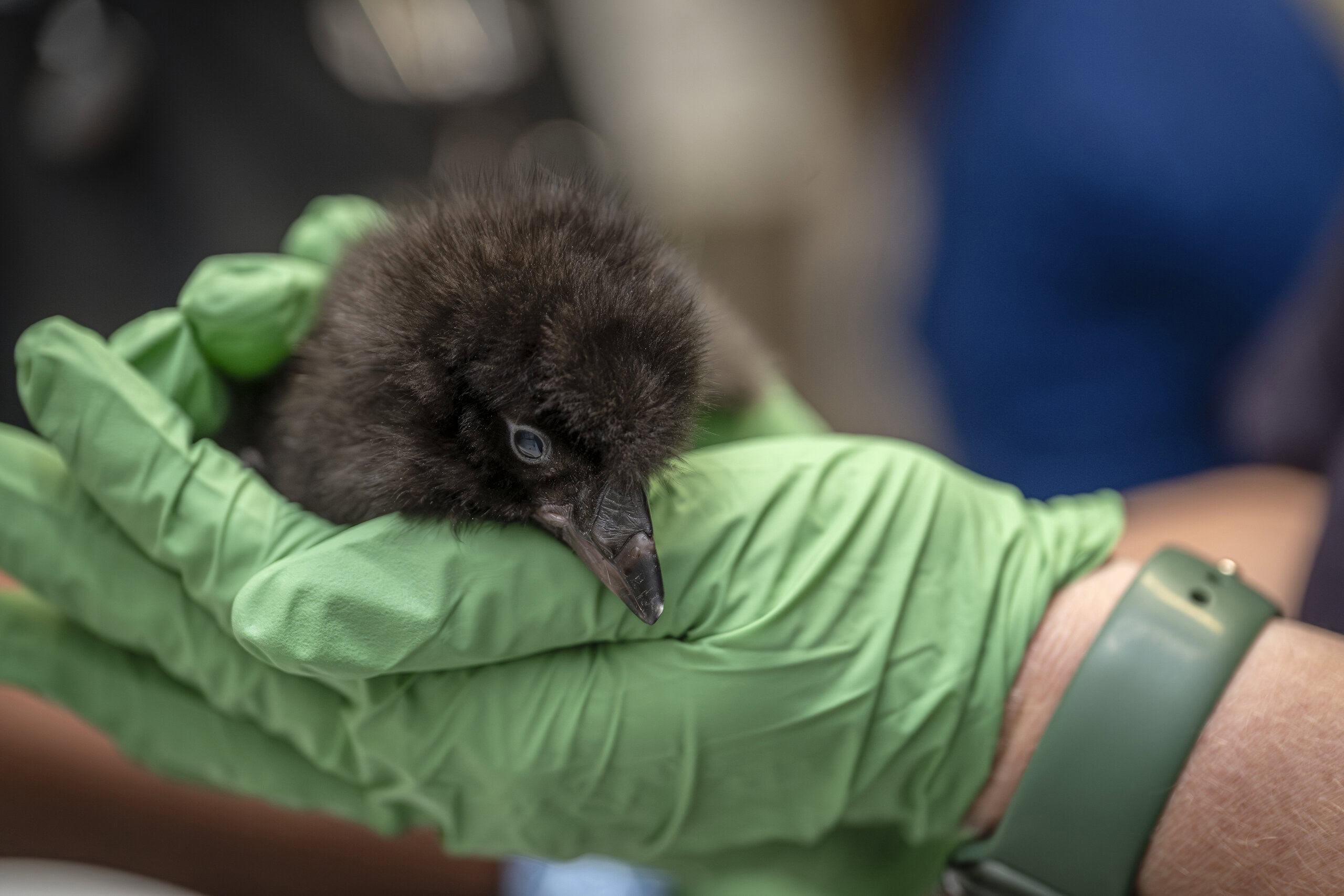Prepare to Swoon Over Monterey Bay Aquarium’s New Tufted Puffins – www ...