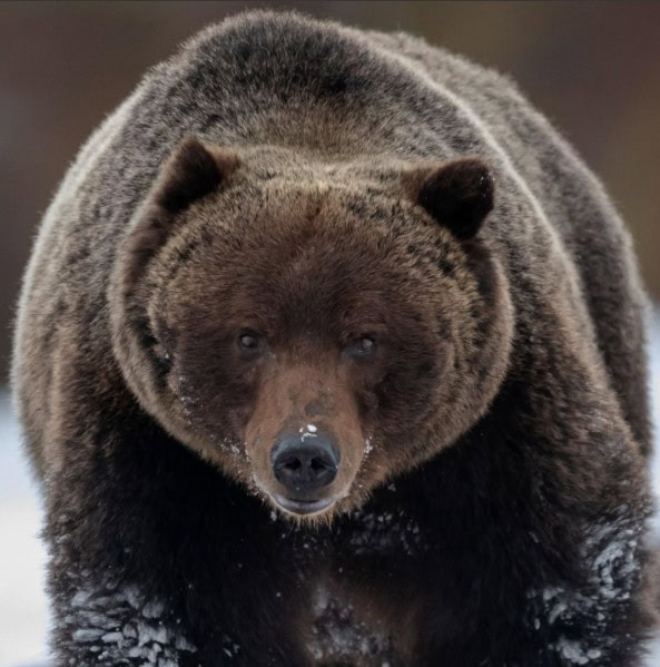 Fat Albert Grizzly Bear
