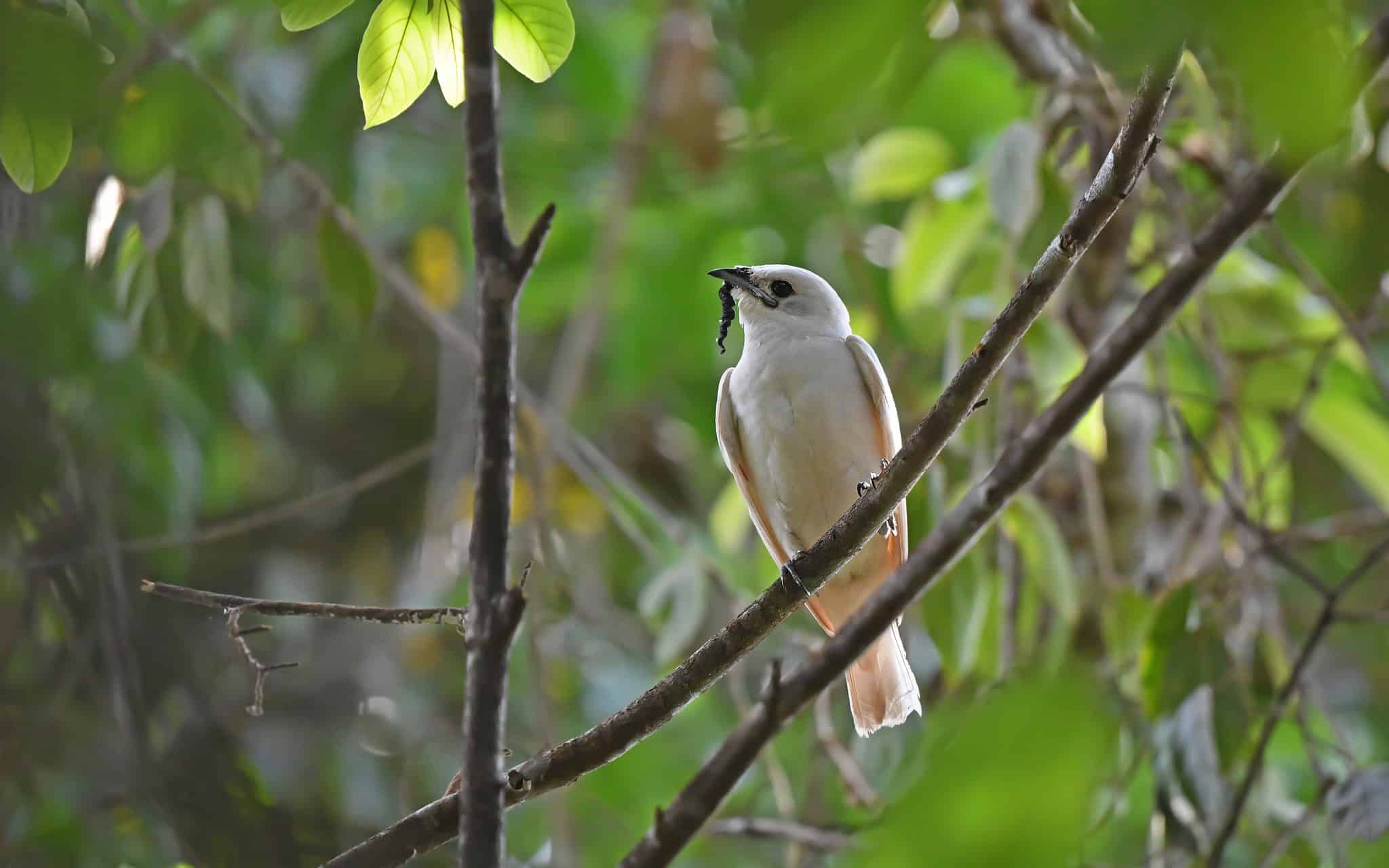 Meet the Loudest Animals of the Rainforest - A-Z Animals