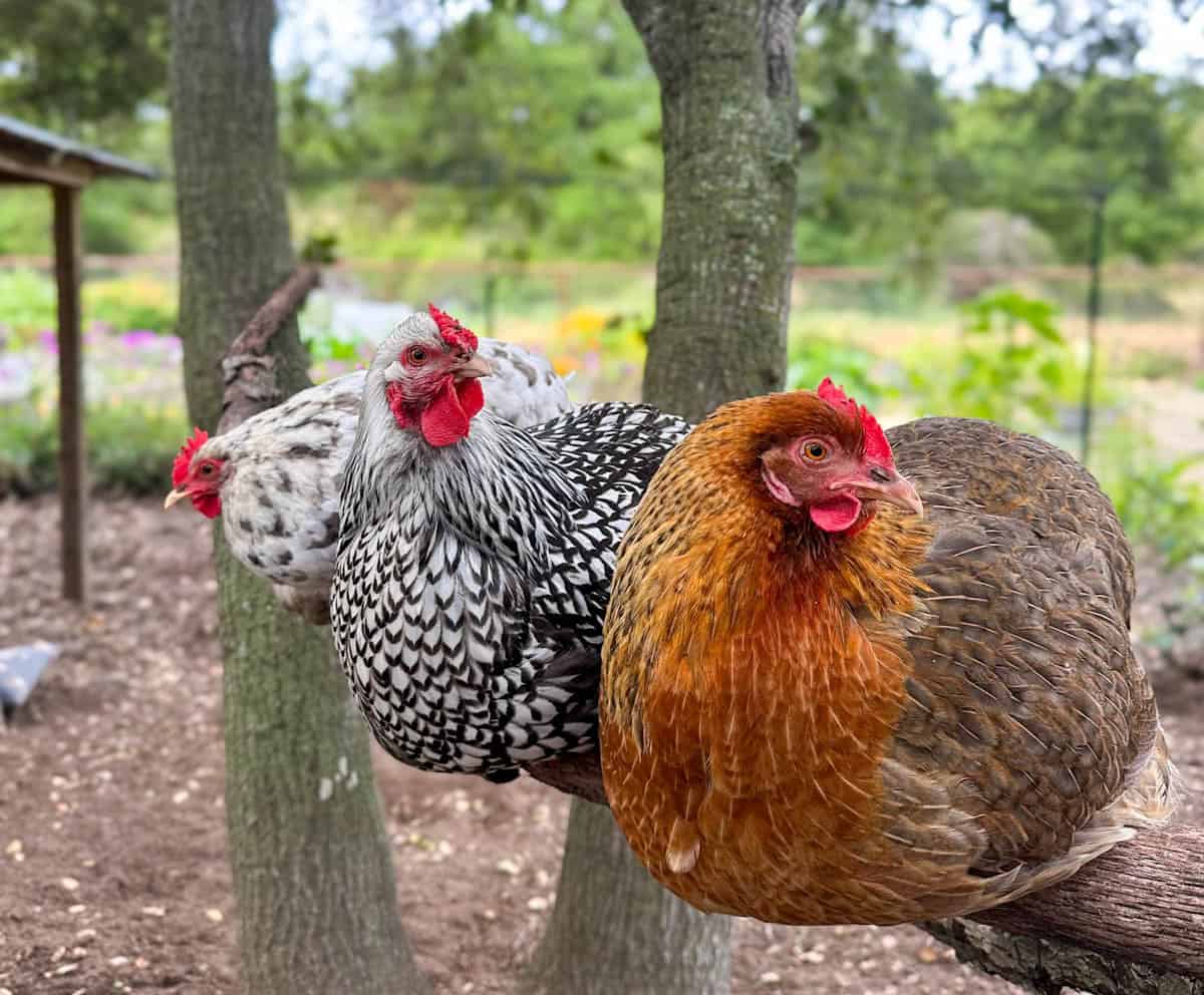 Do Chickens Get Lonely? How to Keep Your Backyard Flock Happy and ...