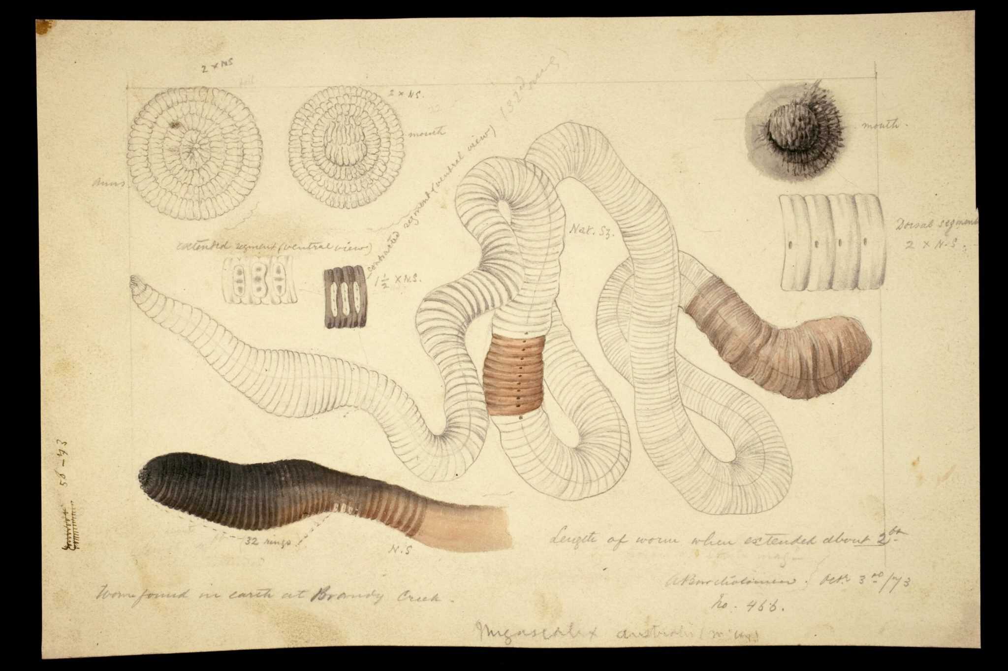 The Largest Earthworm in the World Is Longer Than Most Humans! - A-Z ...