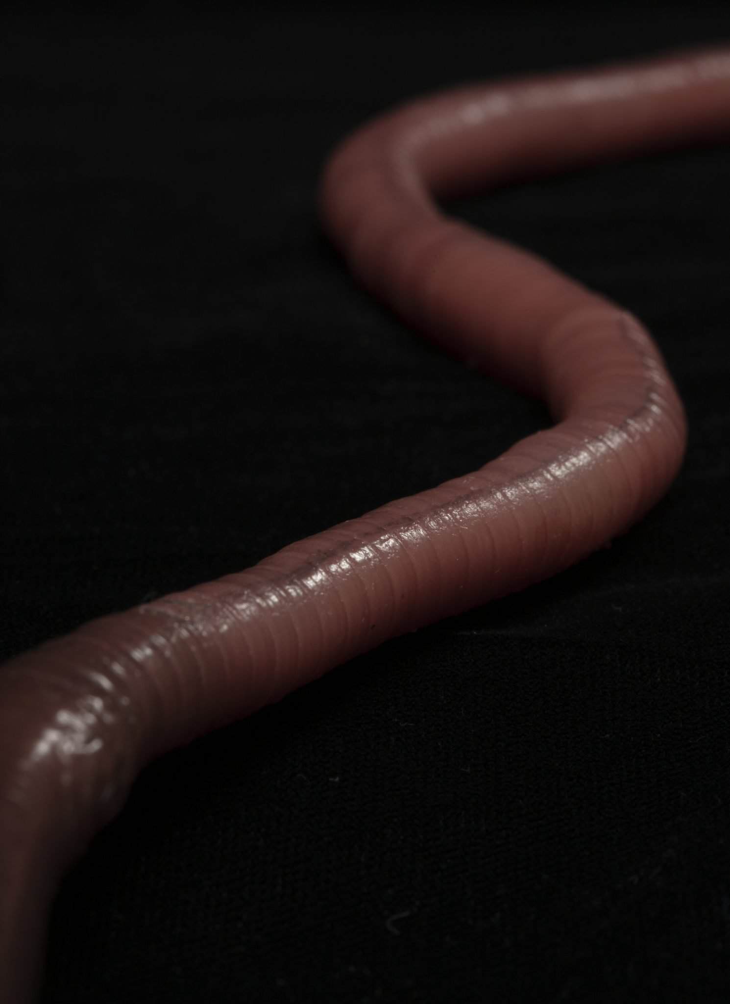 The Largest Earthworm in the World Is Longer Than Most Humans! - A-Z ...