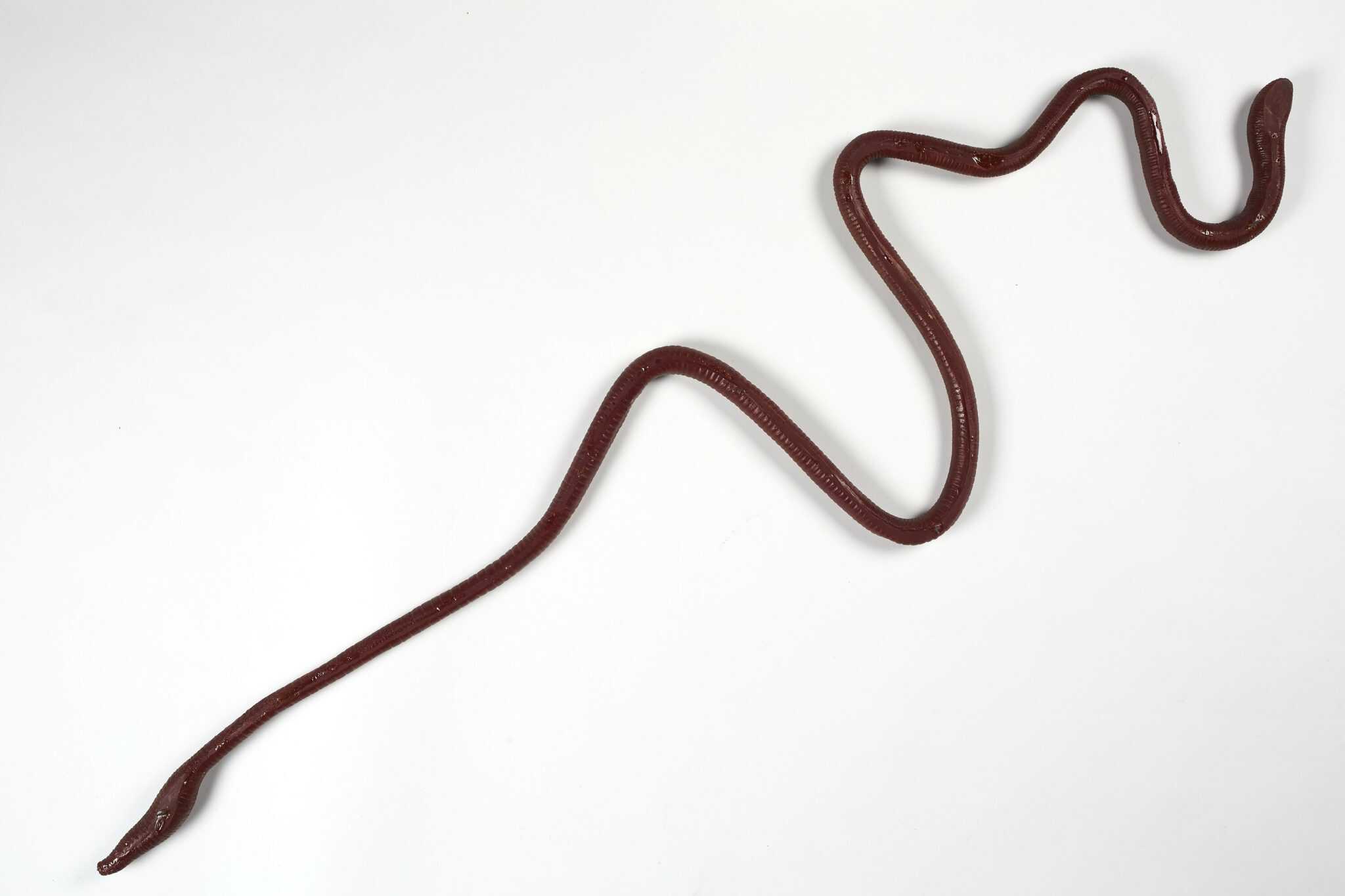 The Largest Earthworm in the World Is Longer Than Most Humans! - A-Z ...