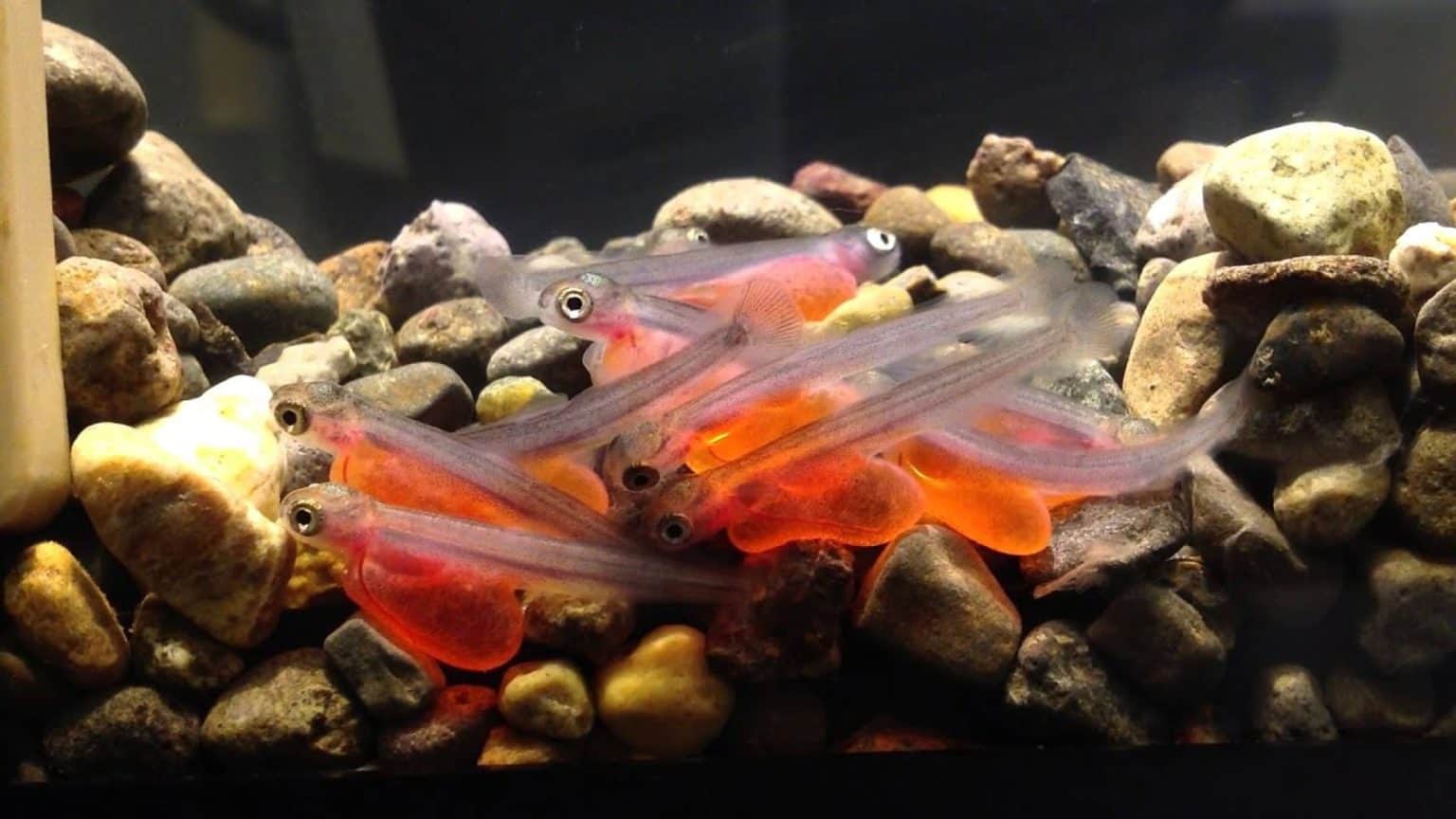 Pink Salmon Fish Facts - Oncorhynchus gorbuscha - A-Z Animals