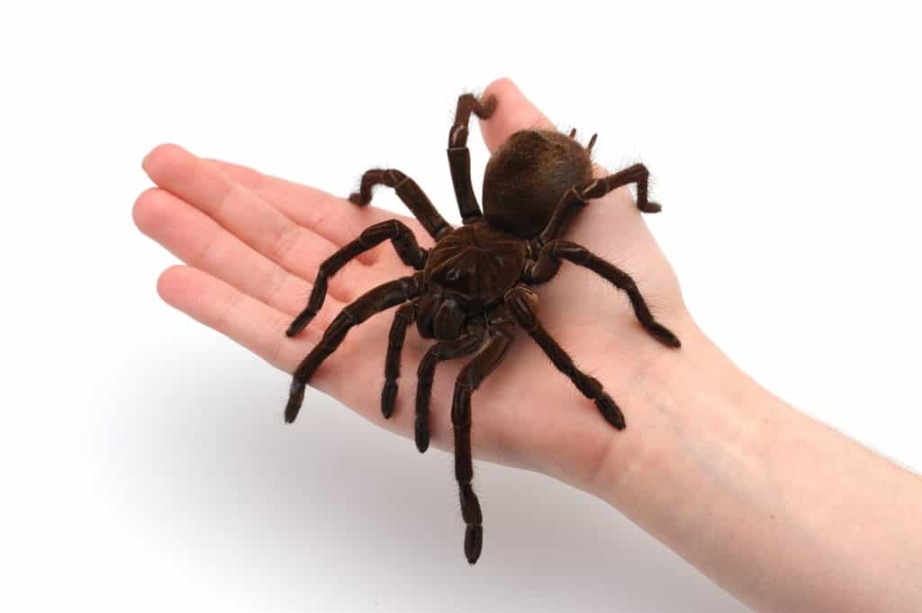 The Most Massive Tarantula in the Entire World - A-Z Animals
