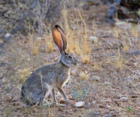 Wildlife Watching in Arches National Park: Animals You’ll Encounter - A ...