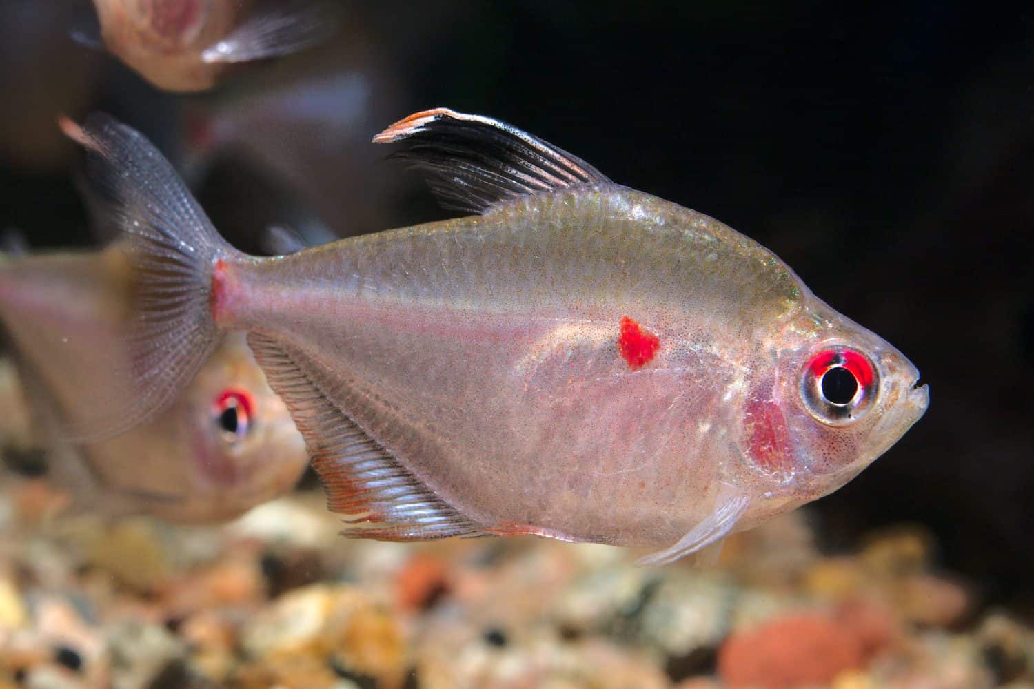 Tetra Animal Facts - Characidae - A-Z Animals
