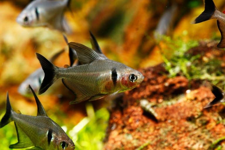 Tetra Animal Facts - Characidae - A-Z Animals