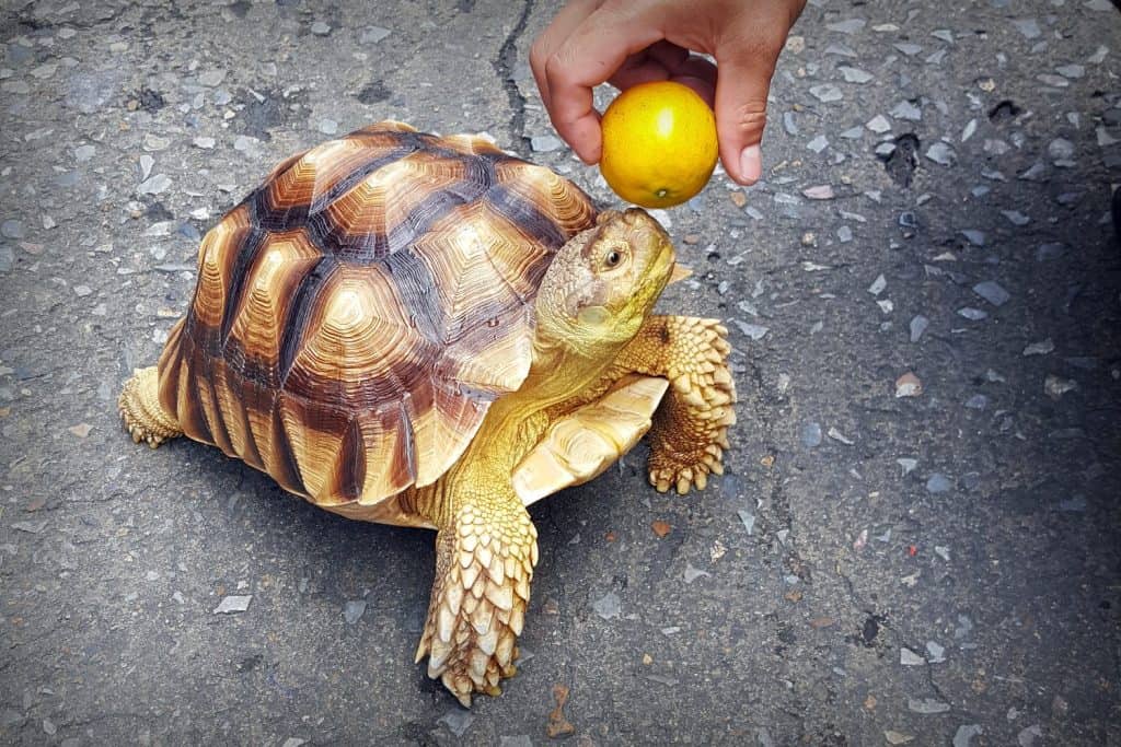 These Are 10 Foods That Turtles (Should) Refuse to Eat - A-Z Animals