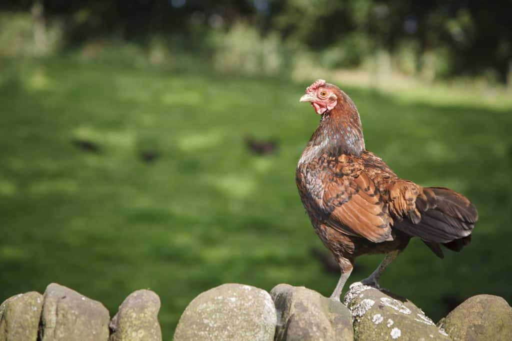 Redcap Chicken Animal Pictures | A-Z Animals