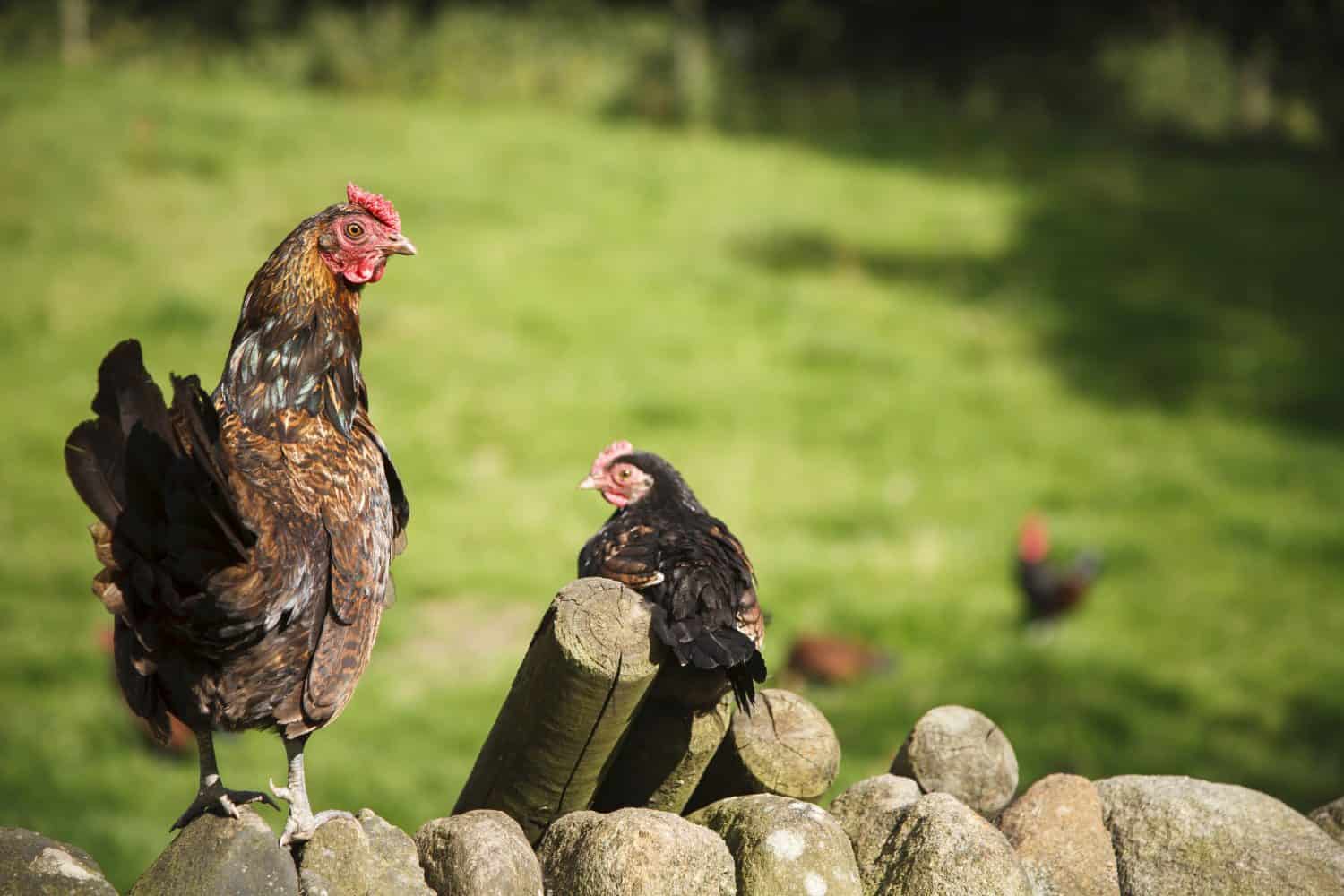 Redcap Chicken Animal Pictures | A-Z Animals
