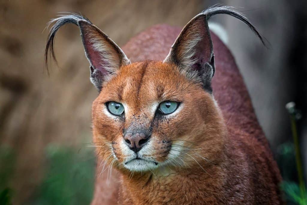 Meet the Caracal, the Wild Cat with Amazing Ears - A-Z Animals