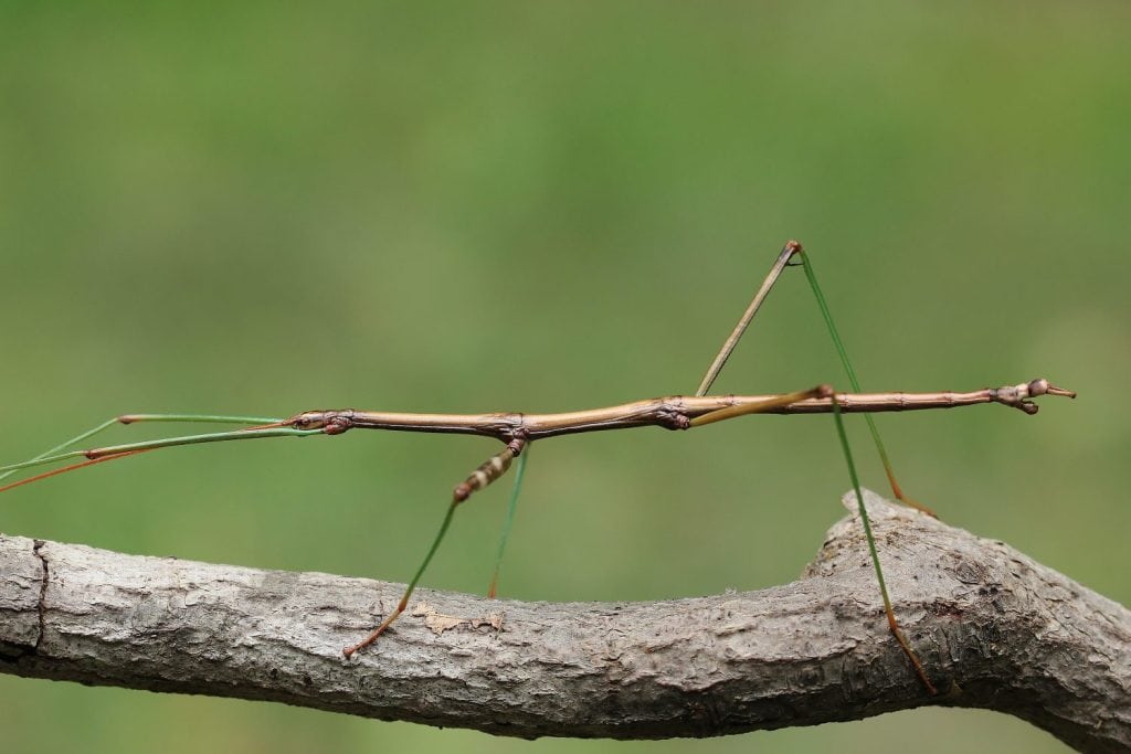 Meet 10 Masters of Camouflage in the Rainforest - A-Z Animals