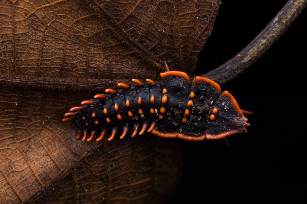 Why the Trilobite Beetle Looks Like It Crawled Out of Prehistoric Times ...
