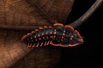 Why the Trilobite Beetle Looks Like It Crawled Out of Prehistoric Times ...