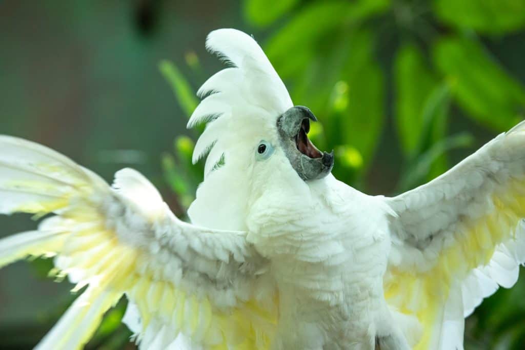 Meet the Loudest Animals of the Rainforest - A-Z Animals