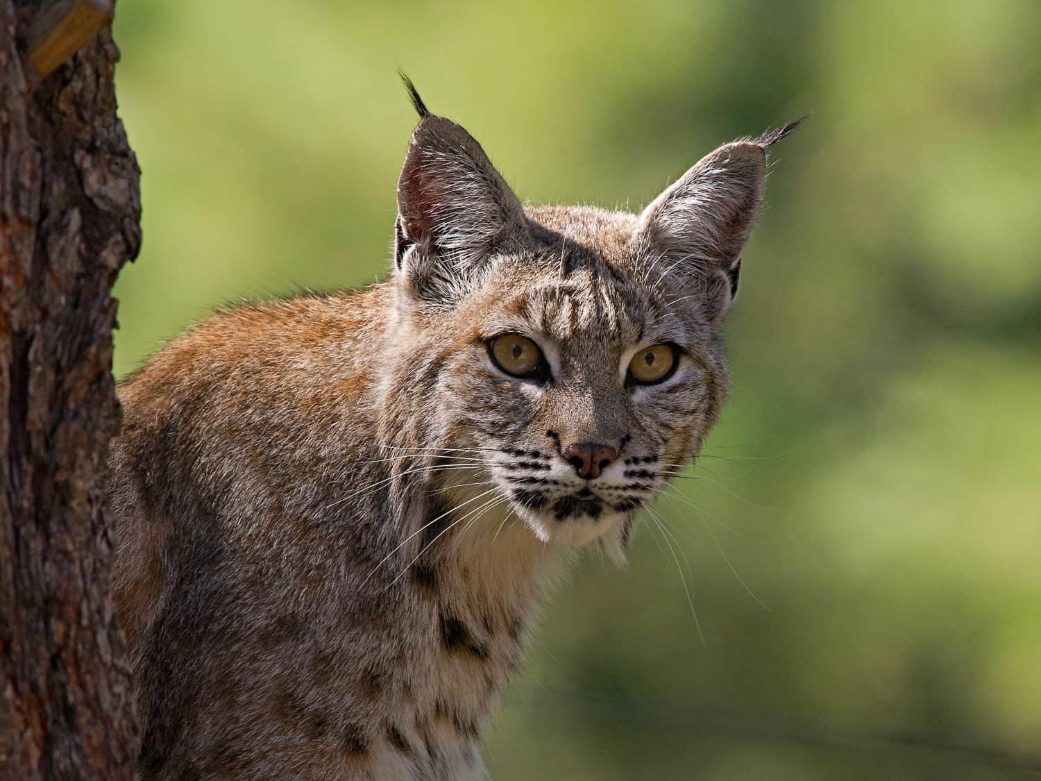 Bobcats in Indiana? Here's What We Know - A-Z Animals