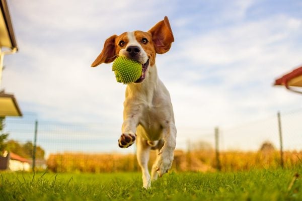 The Mental and Physical Benefits of Playing Fetch With Your Dog - A-Z ...
