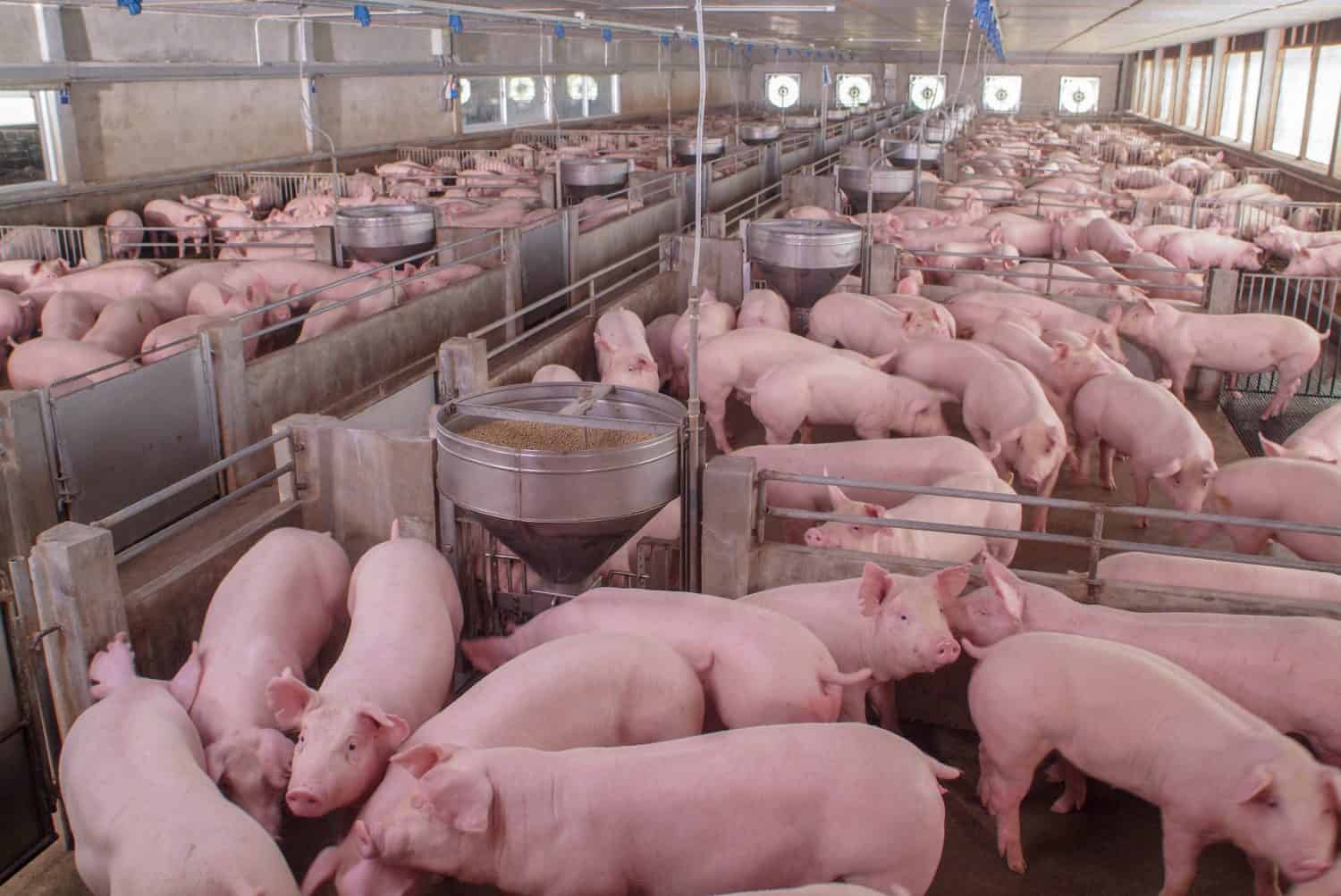 National Pig Day: What Research Reveals About the Hidden Minds of Pigs ...