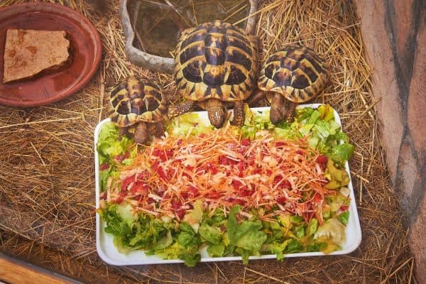 These Are 10 Foods That Turtles (Should) Refuse to Eat - A-Z Animals