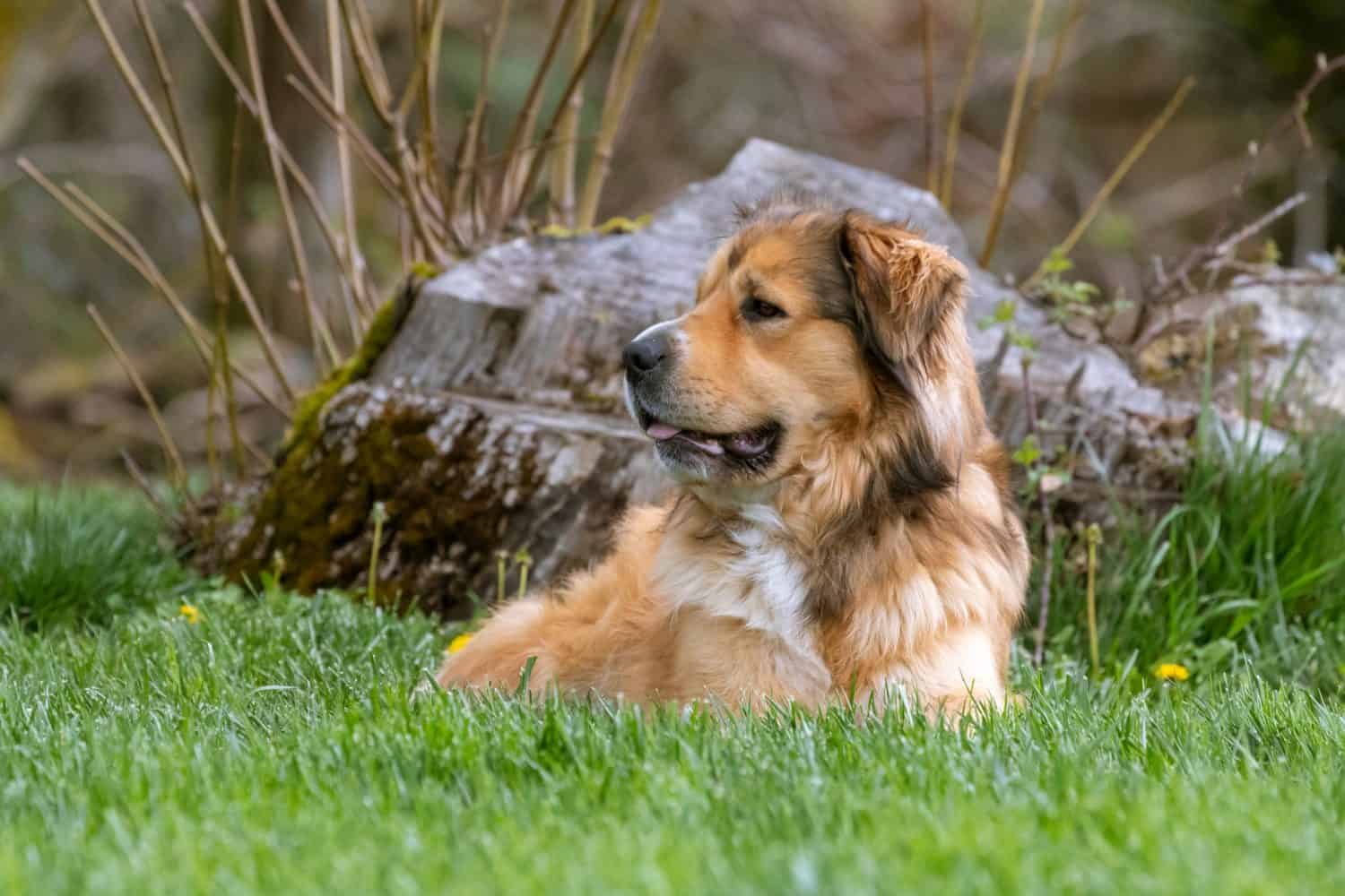 The Hidden Superpowers of Mutts: Why Mixed-Breed Dogs Often Live Longer ...