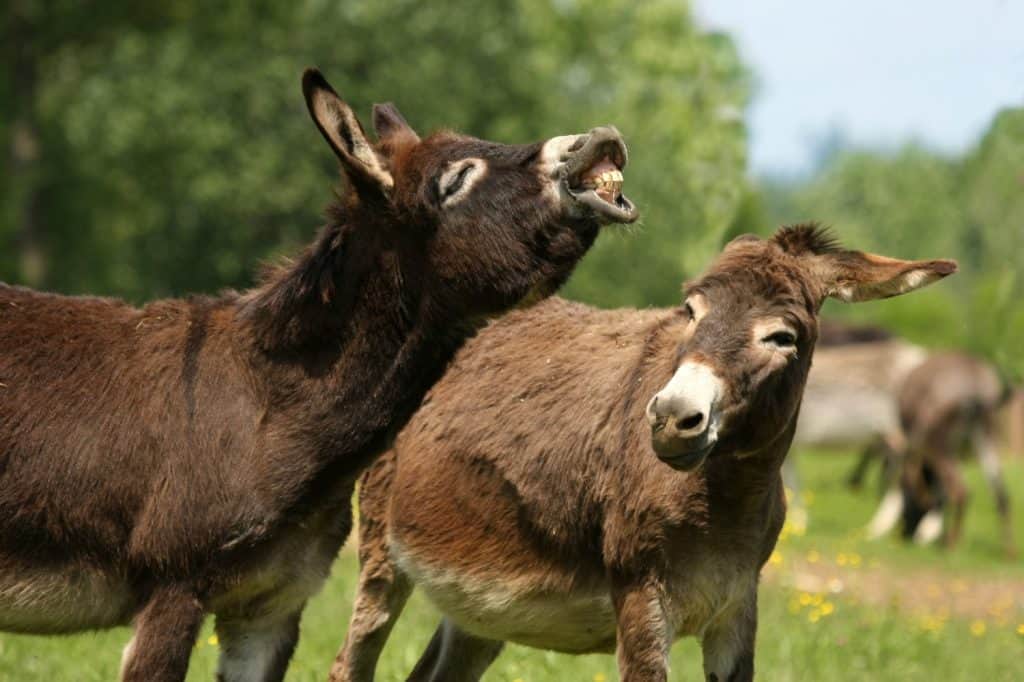 These Are 10 Things That Make Donkeys Happy - A-Z Animals