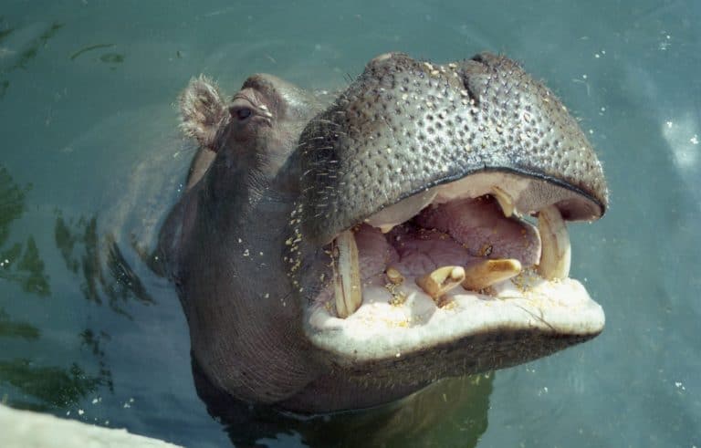 Does This Hippo Catch the Boater? - A-Z Animals