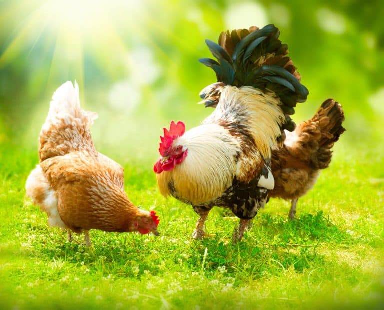 Why Chickens Sing Egg Songs and Other Quirky Bird Behaviors - A-Z Animals