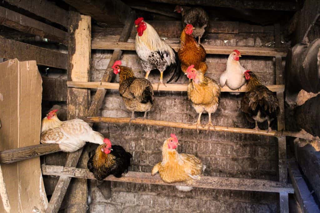 Why Chickens Sing Egg Songs and Other Quirky Bird Behaviors - A-Z Animals