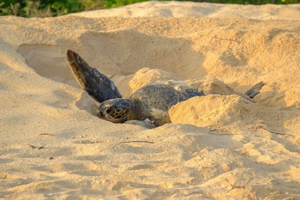 Florida Sea Turtles Are on Track to Have a Record-Breaking Nesting ...
