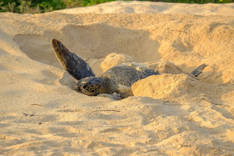 Florida Sea Turtles Are on Track to Have a Record-Breaking Nesting ...