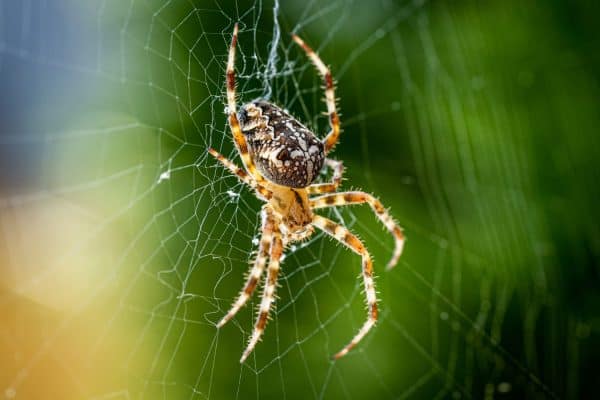 Nature’s Recycler: Why Spiders Devour Their Own Web - A-Z Animals