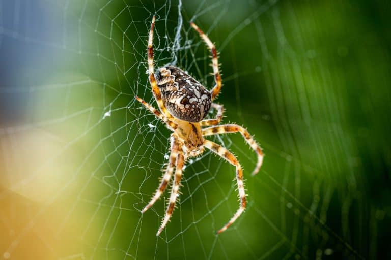 What You Need to Know About Spider Season - A-Z Animals