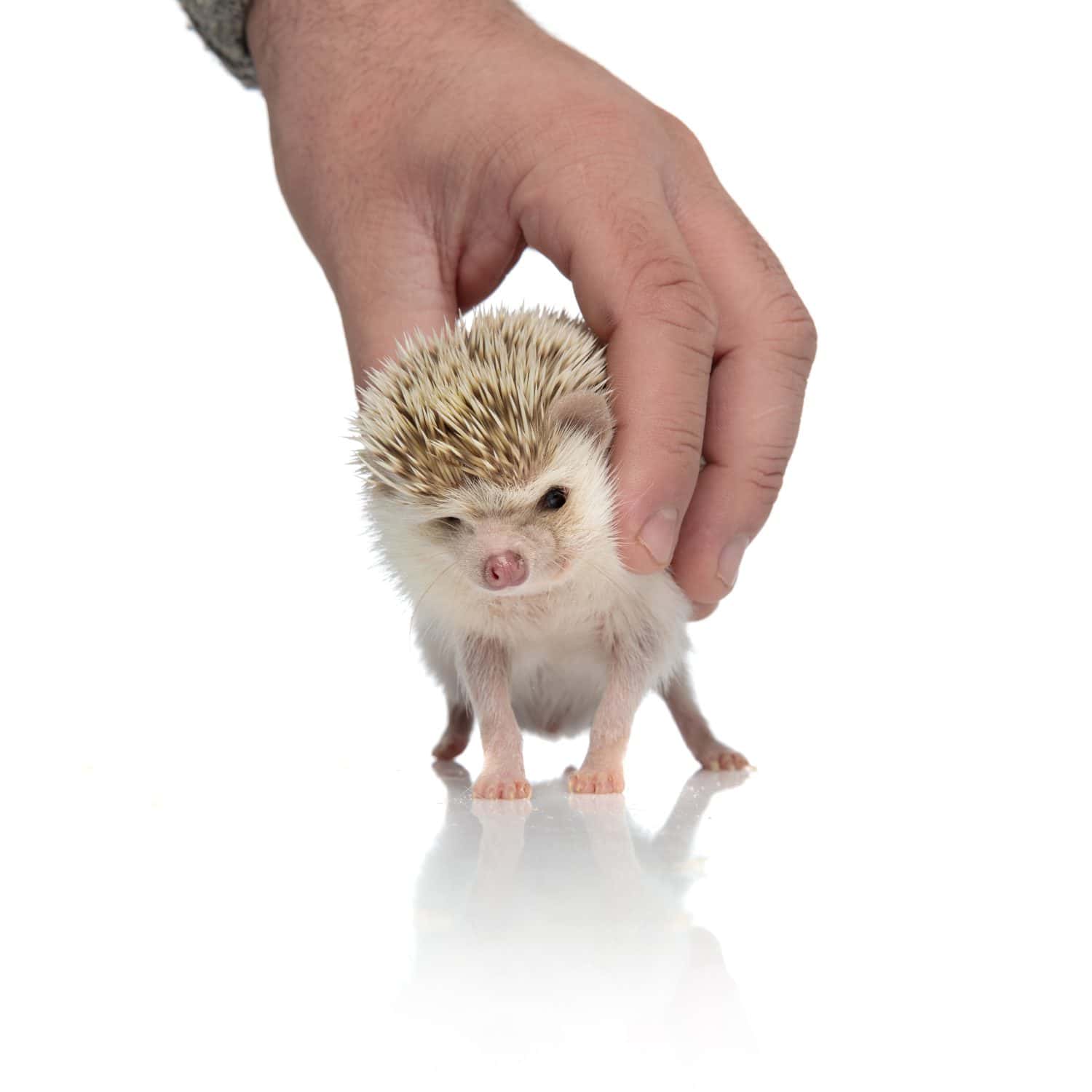 Is Your Hedgehog Unhappy? Here's How to Tell. - A-Z Animals