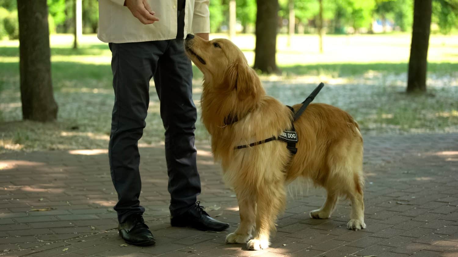 How Diabetic Alert Dogs Protect Their People - A-Z Animals