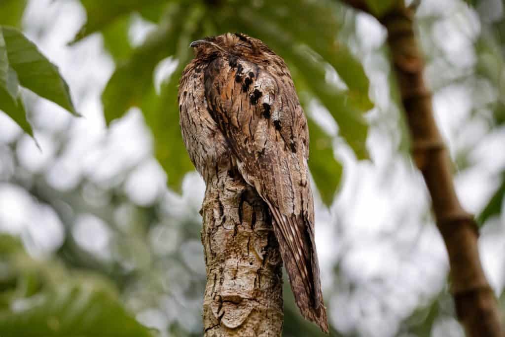 Meet 10 Masters of Camouflage in the Rainforest - A-Z Animals