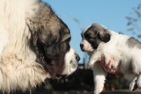 Pyrenean Mastiff Dog Breed Complete Guide - A-Z Animals