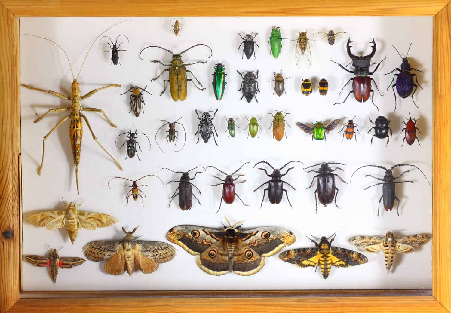 The $3,000 Beetle: Why the Titan Beetle Is the Holy Grail for Insect ...