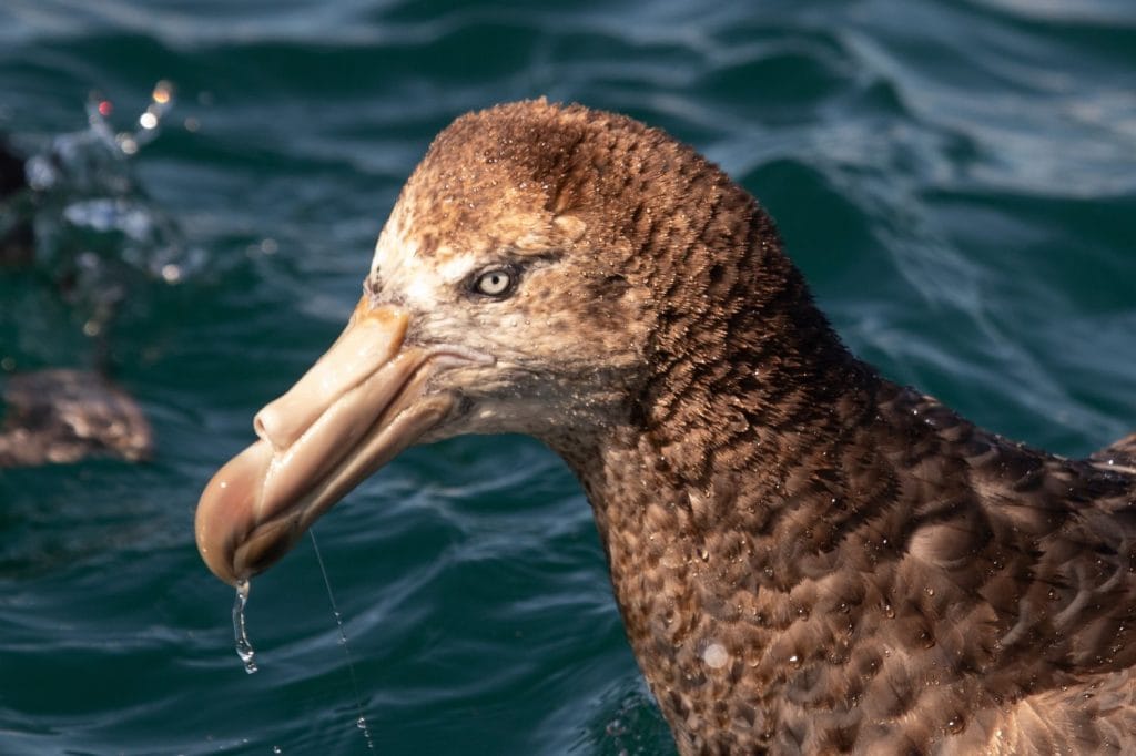 Two Giant Petrels Fight Fiercely for Food - A-Z Animals