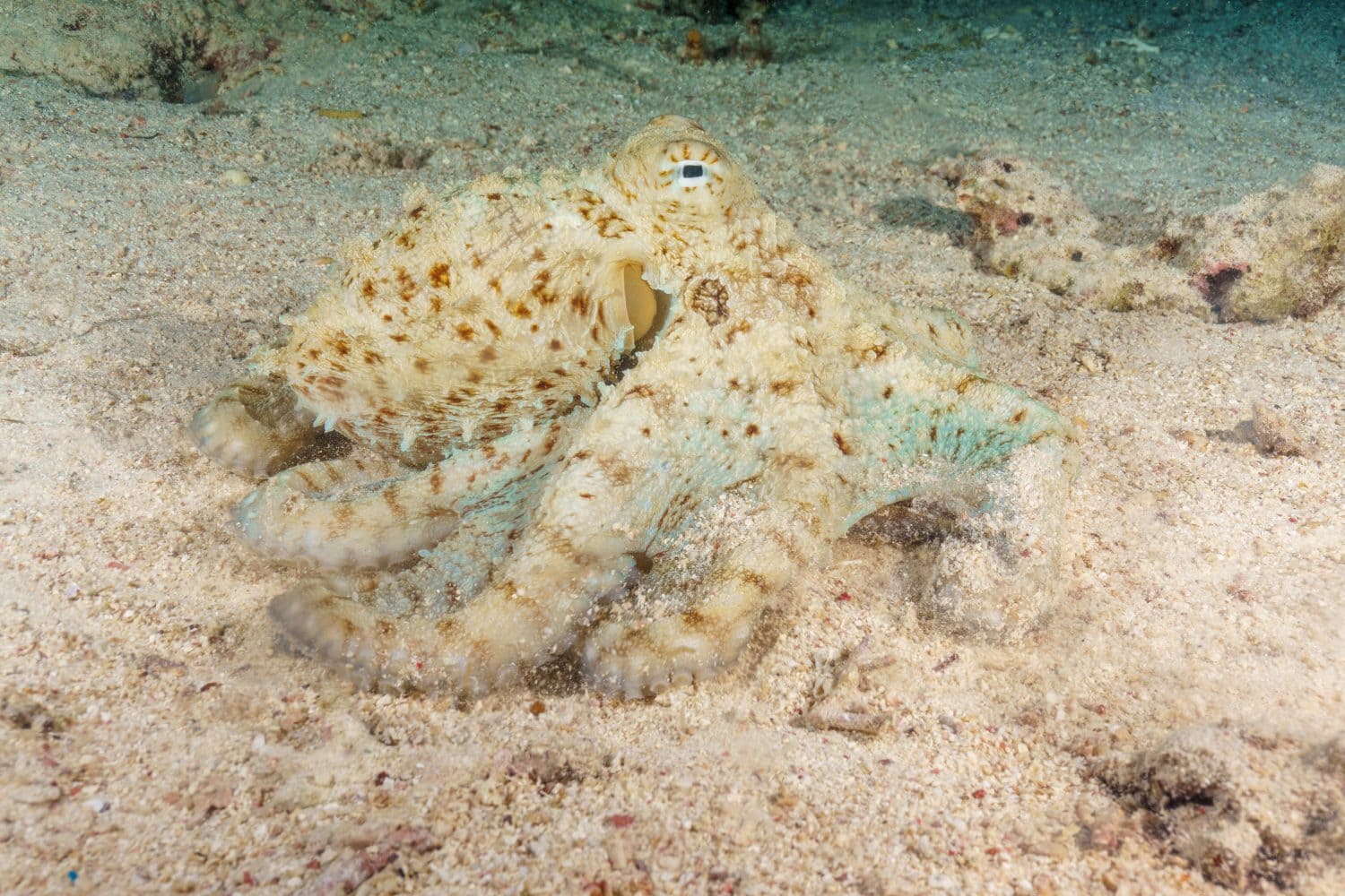 The Mimic Octopus's Masterful Camouflage Capabilities - A-Z Animals