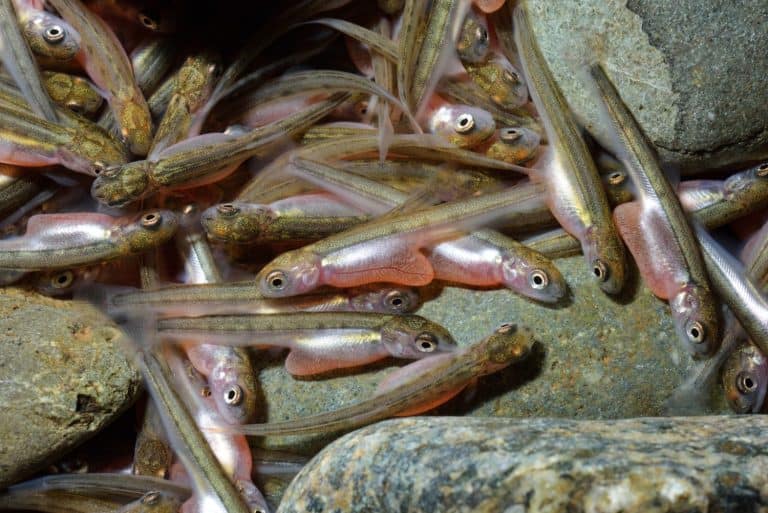 Why Most Salmon Alevins Don't Survive - A-Z Animals