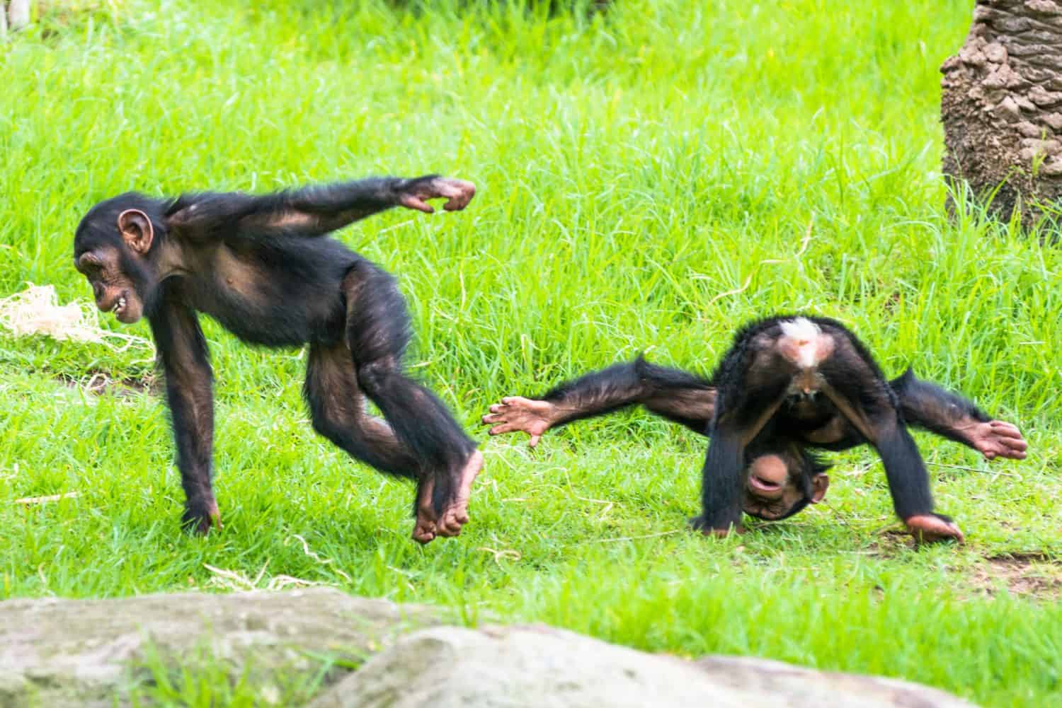 The Key Differences Between Male and Female Chimps - A-Z Animals