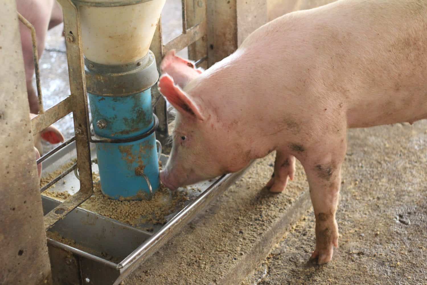 4 Warning Signs of Pain in Pigs You Should Not Ignore - A-Z Animals