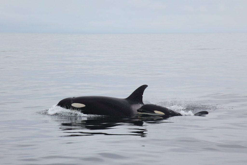 Mammals Known for Incredible Longevity - A-Z Animals
