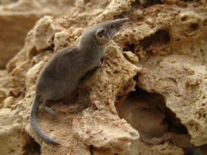 The Creature Whose Heart Beats Over 1,000 Times Per Minute - A-Z Animals